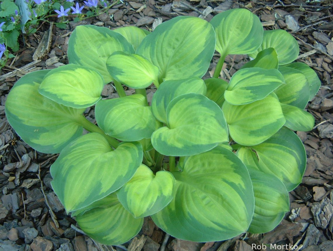 Hosta Awards & Honors - American Hosta Society